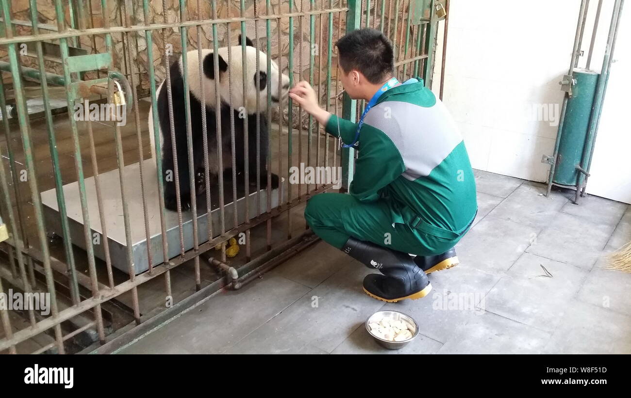 A zookeeper feeds a giant panda at the Chengdu Research Base of Giant ...