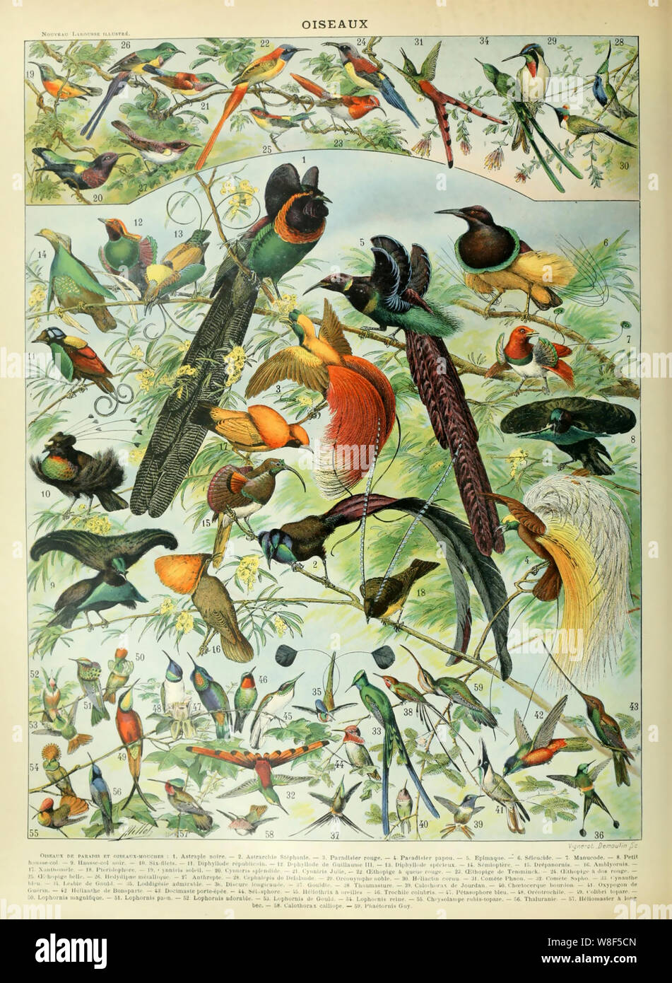 Vintage Biology Posters