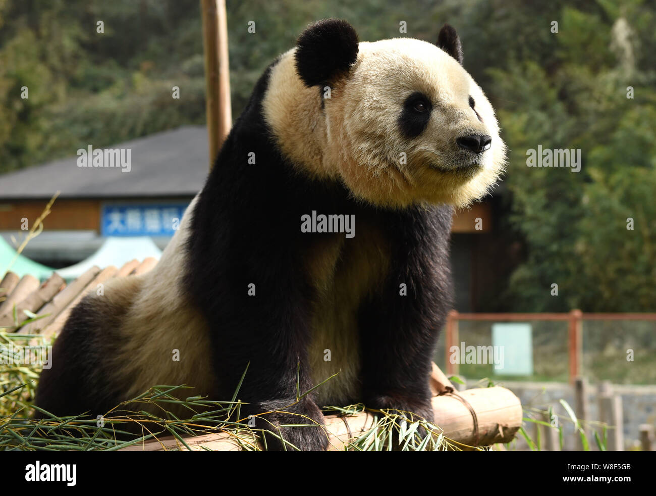 Yunnan safari park hi-res stock photography and images - Alamy