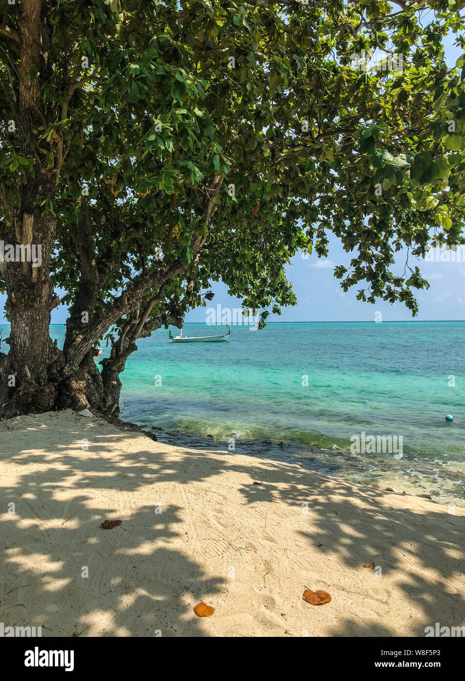 Tree on the beach with boats in the sea at sunny day on Fehendhoo ...