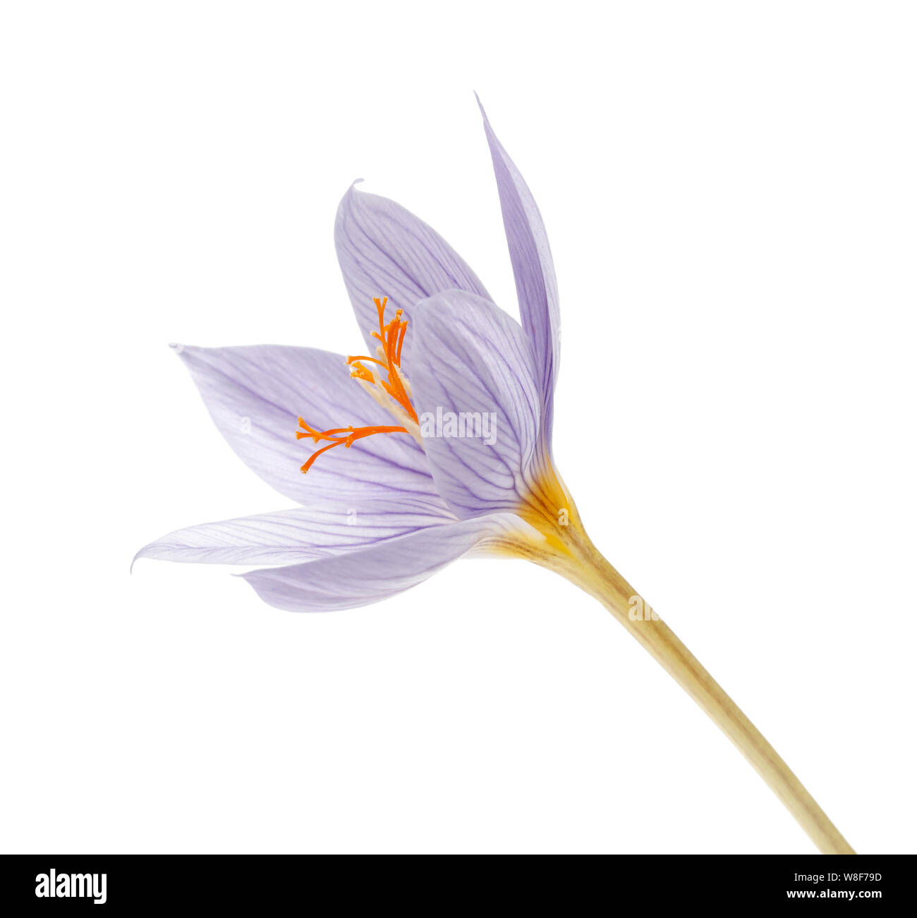 Single crocus flower isolated on white background Stock Photo - Alamy