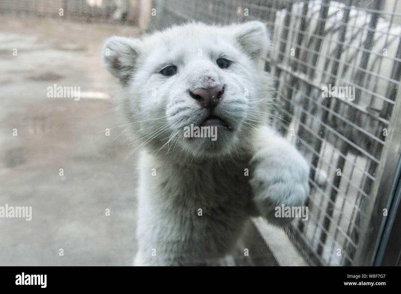 Baby Snow White Tiger