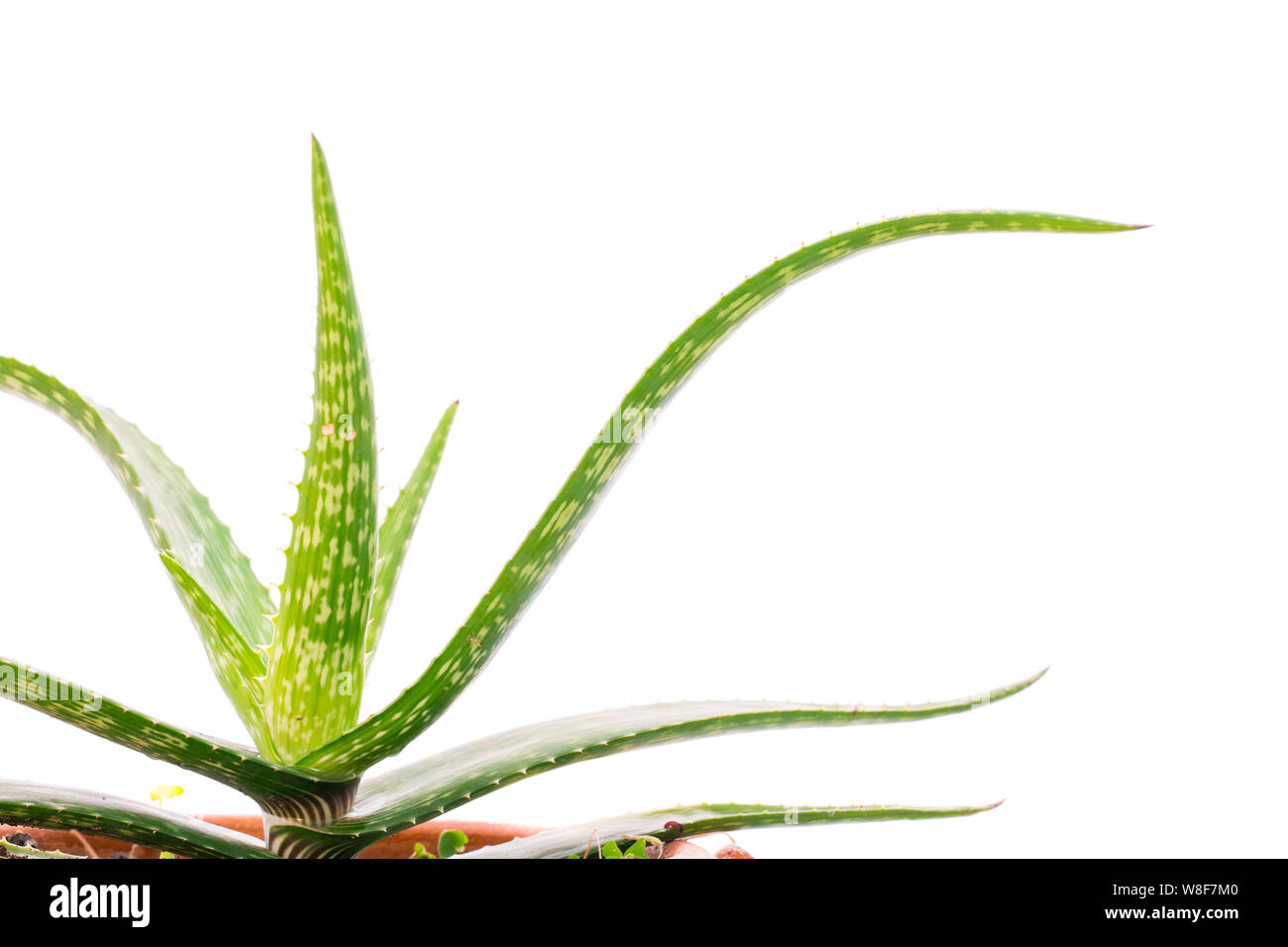 Alovera natural green plant hi-res stock photography and images - Alamy