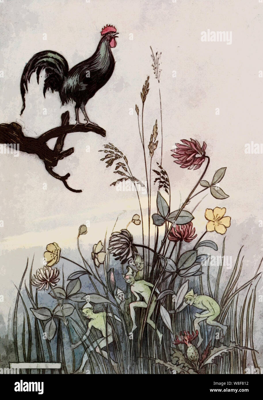 cockrel or rooster Stock Photo - Alamy