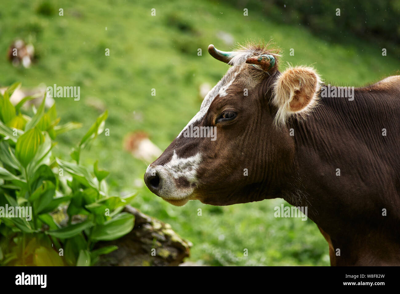 brown and white spotted cow close up portrat at green background. Cow ...