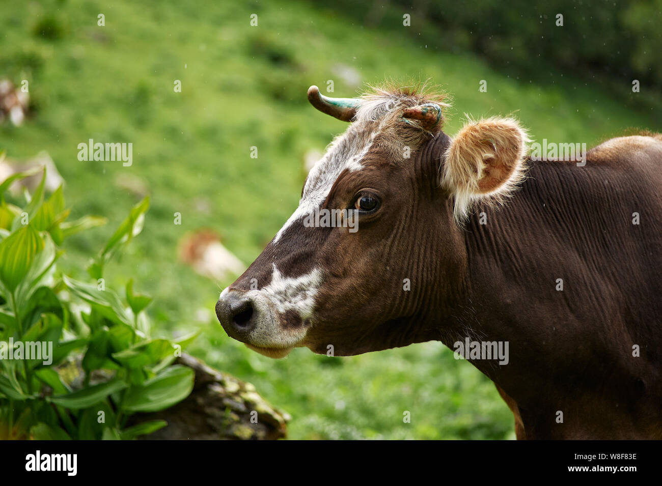 brown and white spotted cow close up portrat at green background. Cow ...