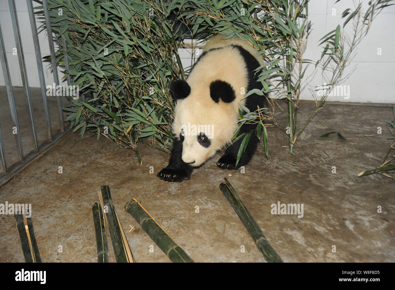 The giant panda Fubao which was sent back to China from Austria walks ...