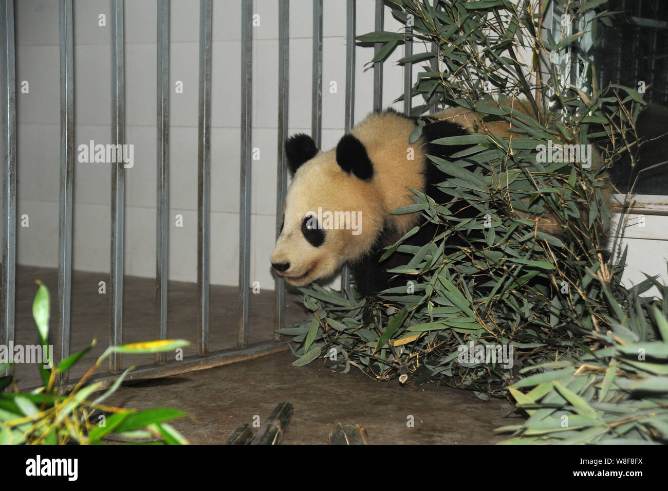 Panda cage hi-res stock photography and images - Alamy
