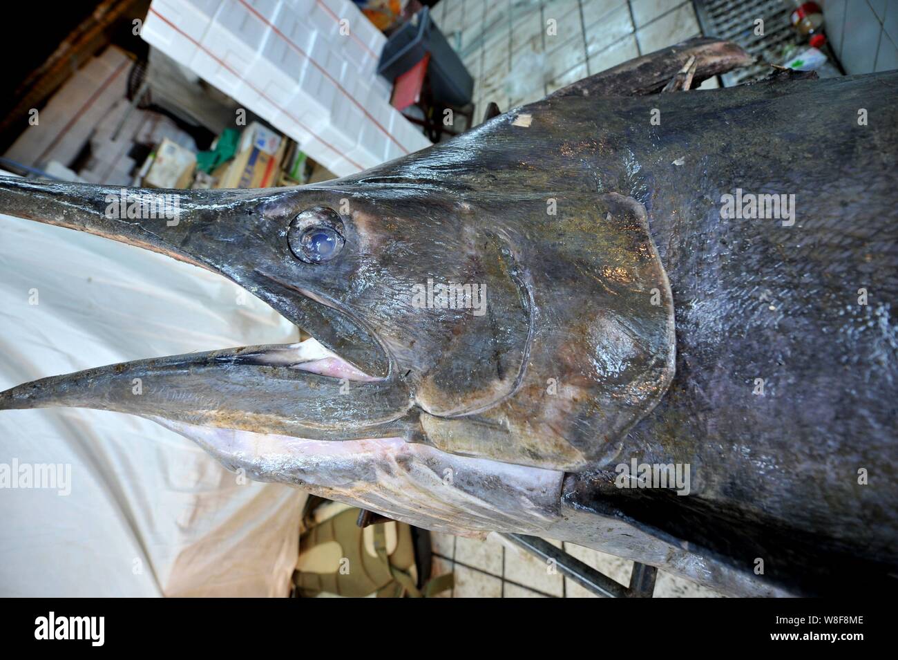 The largest-ever caught swordfish is pictured at a local market in ...