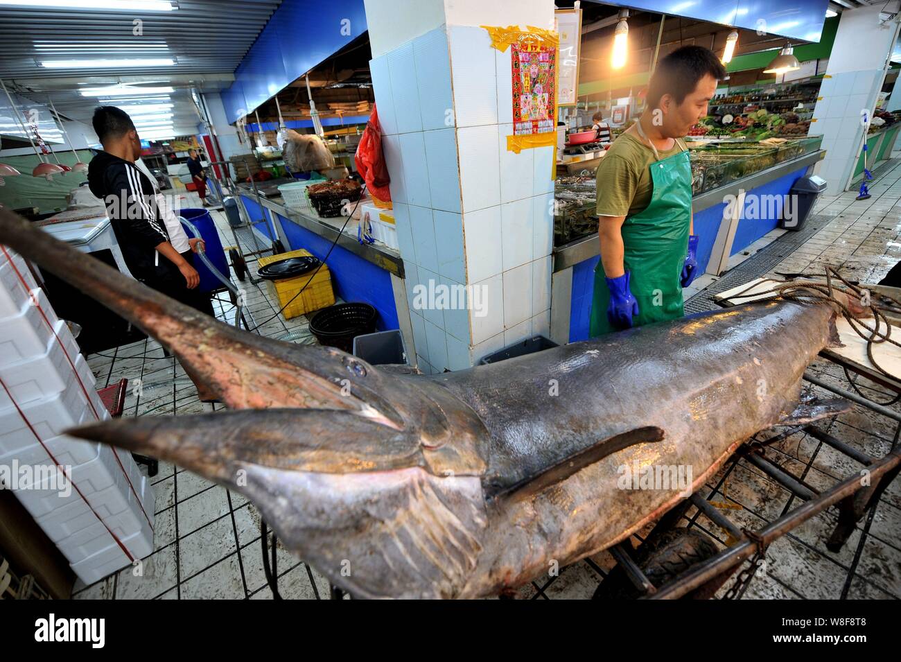 The largest-ever caught swordfish is pictured at a local market in ...