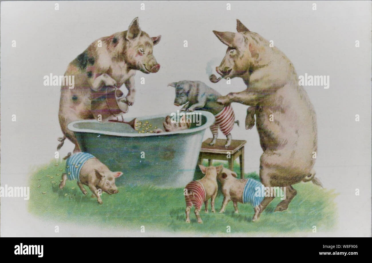 pigs washing their piglets Stock Photo - Alamy