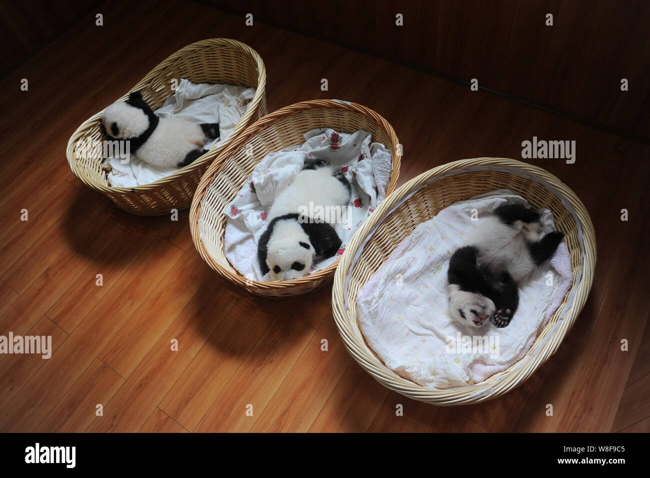 Giant panda cubs are pictured in baskets at the Ya'an Bifengxia Giant Panda Breeding and ...