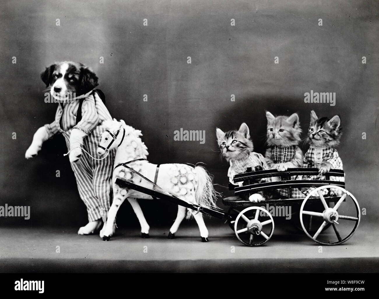 Cute little domestic pet dressed in clothing Stock Photo - Alamy