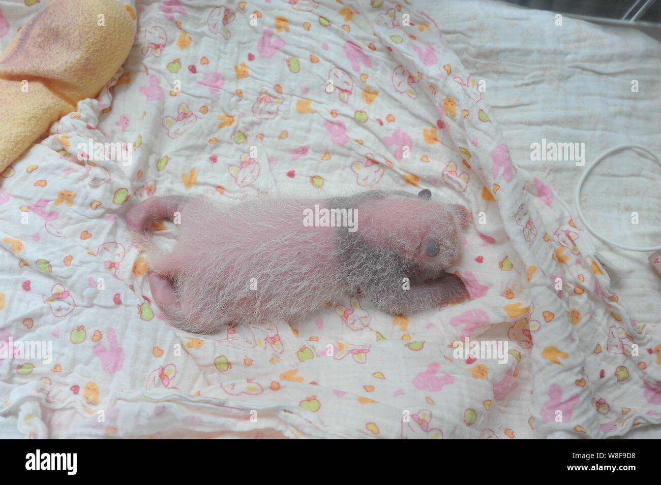 A newborn giant panda cub is pictured in an incubator at the Ya'an ...