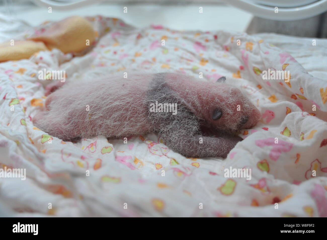 A newborn giant panda cub is pictured in an incubator at the Ya'an ...