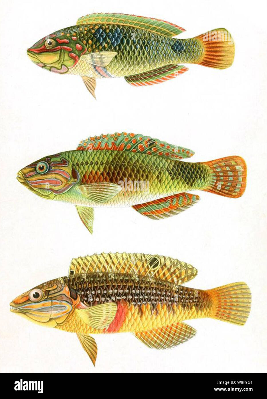 vintage fish illustration Stock Photo - Alamy