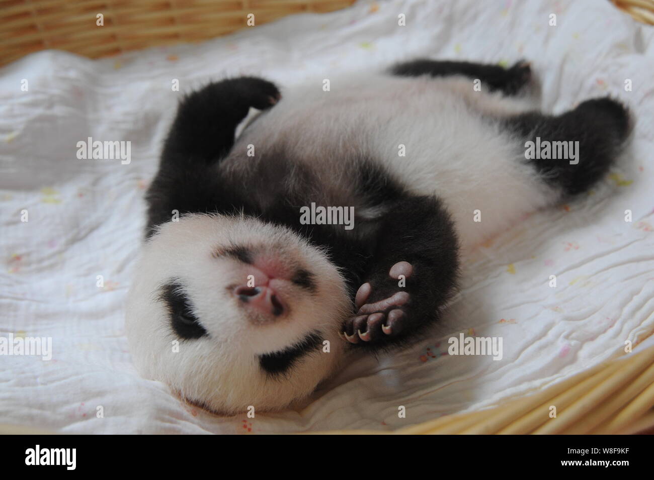 A giant panda cub is pictured in a basket at the Ya'an Bifengxia Giant ...