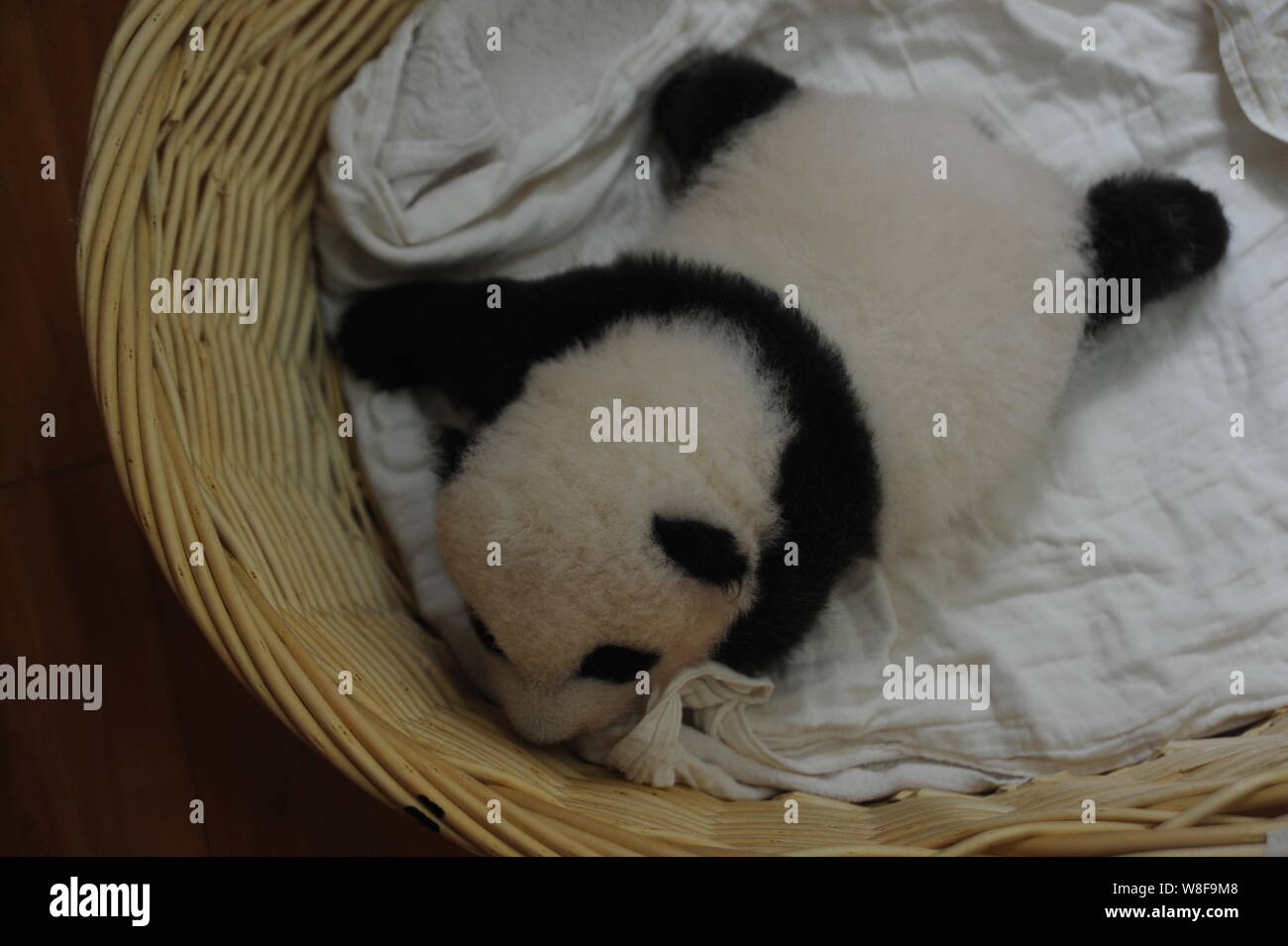 A giant panda cub is pictured in a basket at the Ya'an Bifengxia Giant ...