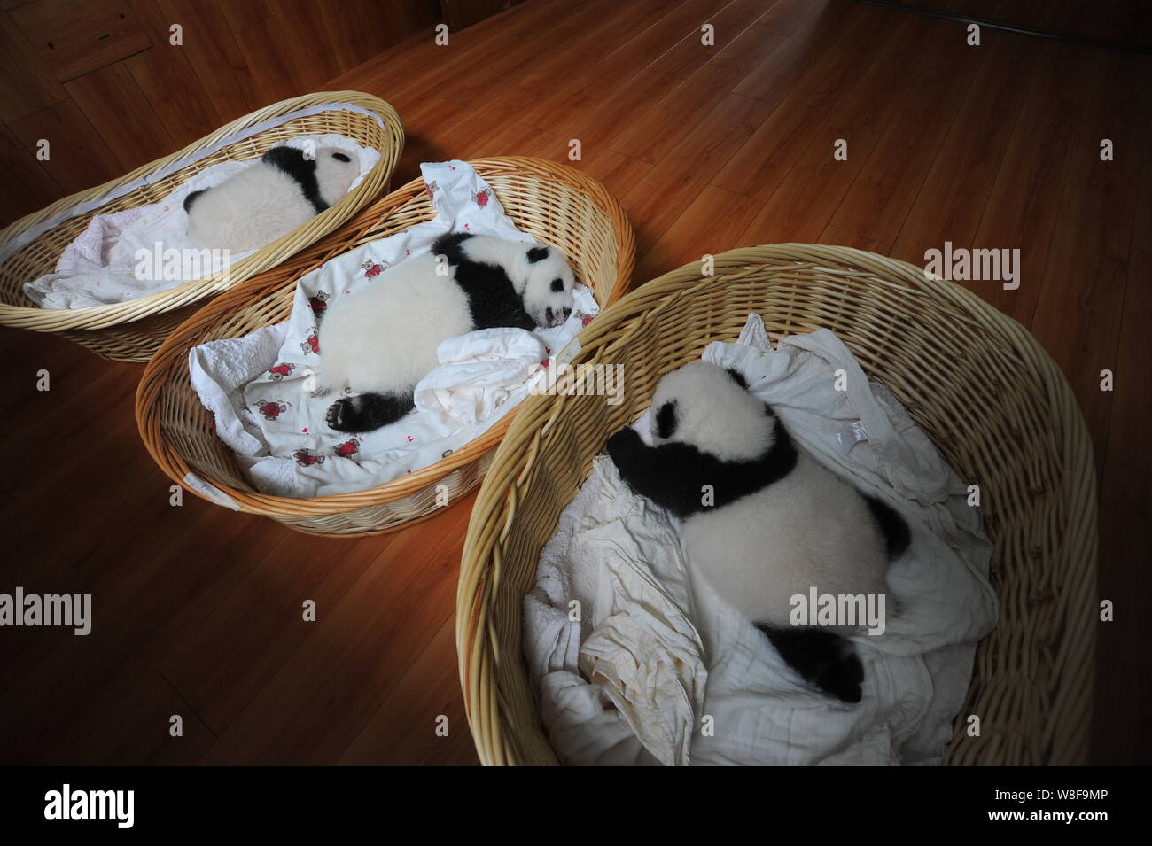 Giant panda cubs are pictured in baskets at the Ya'an Bifengxia Giant ...