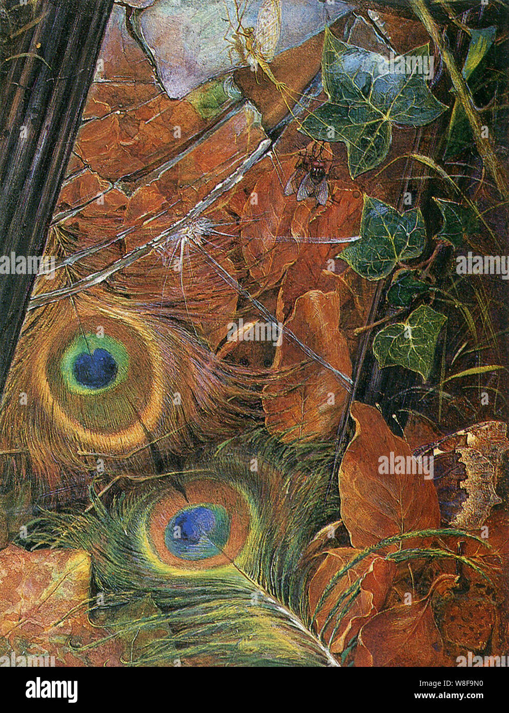 spider webs and peacock feathers Stock Photo - Alamy