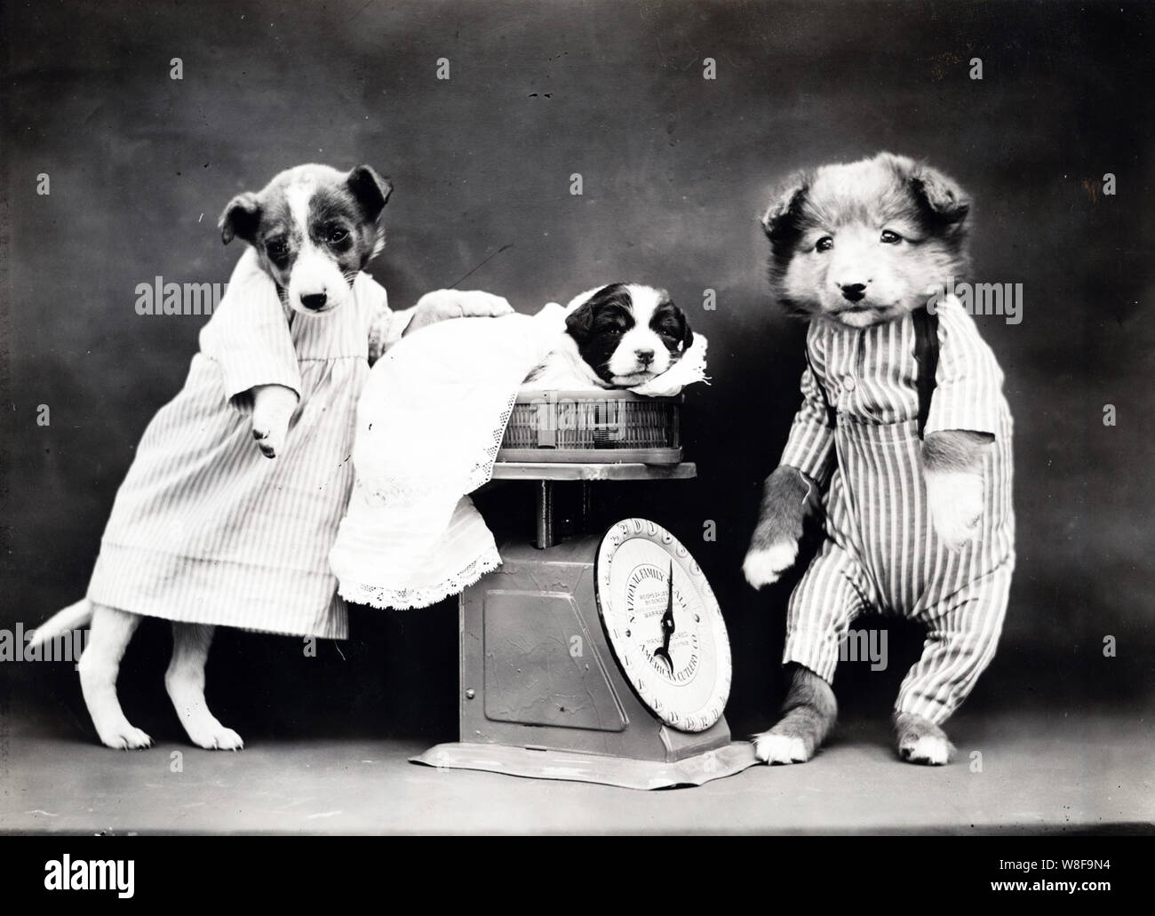 Cute little domestic pet dressed in clothing Stock Photo - Alamy