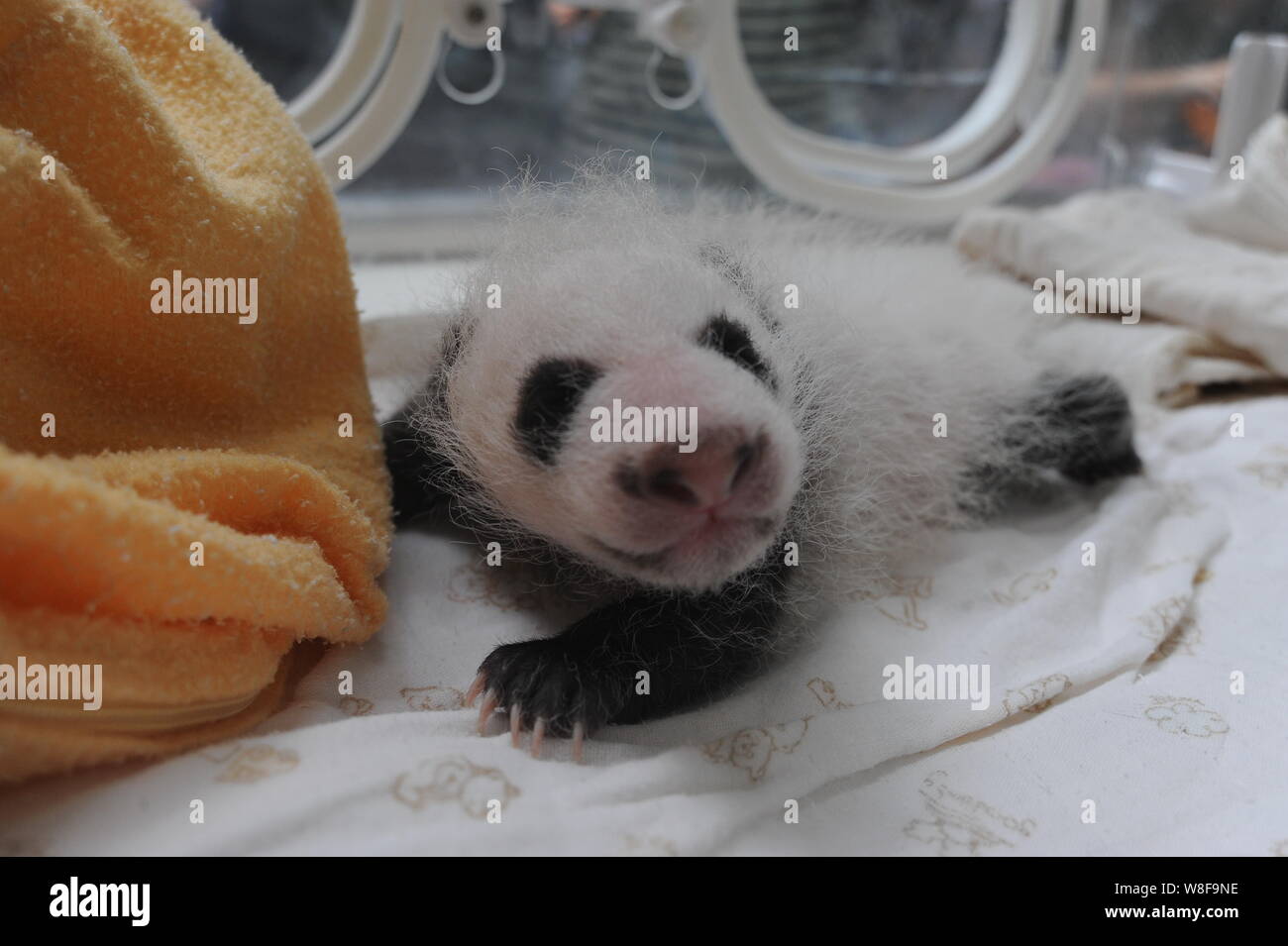 A giant panda cub is pictured in an incubator at the Ya'an Bifengxia ...