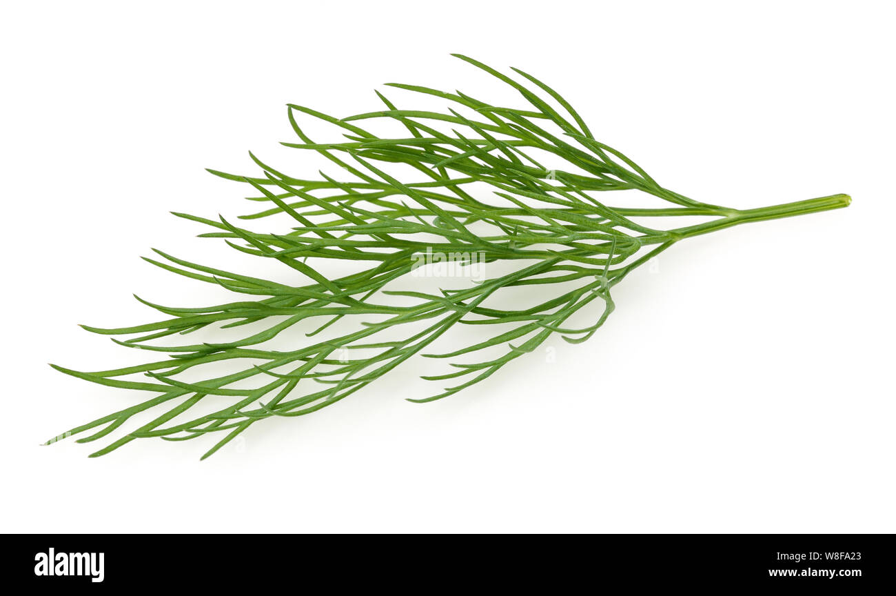 Fresh green dill isolated on white background Stock Photo - Alamy