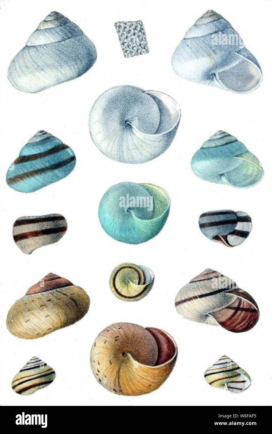 Random shells hi-res stock photography and images - Alamy