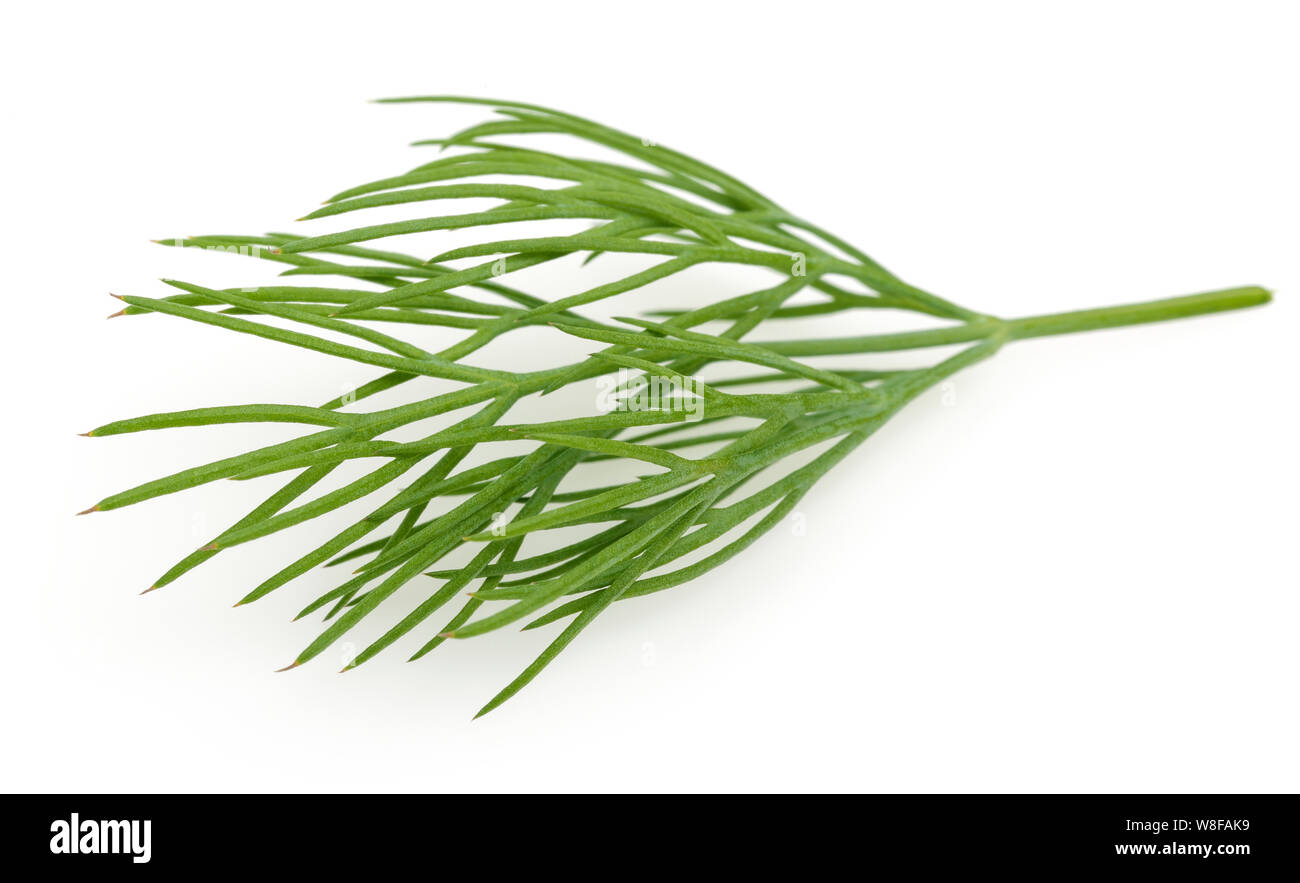 Fresh green dill isolated on white background Stock Photo - Alamy