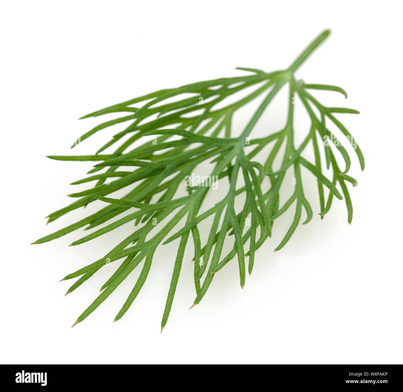 Fresh green dill isolated on white background Stock Photo - Alamy