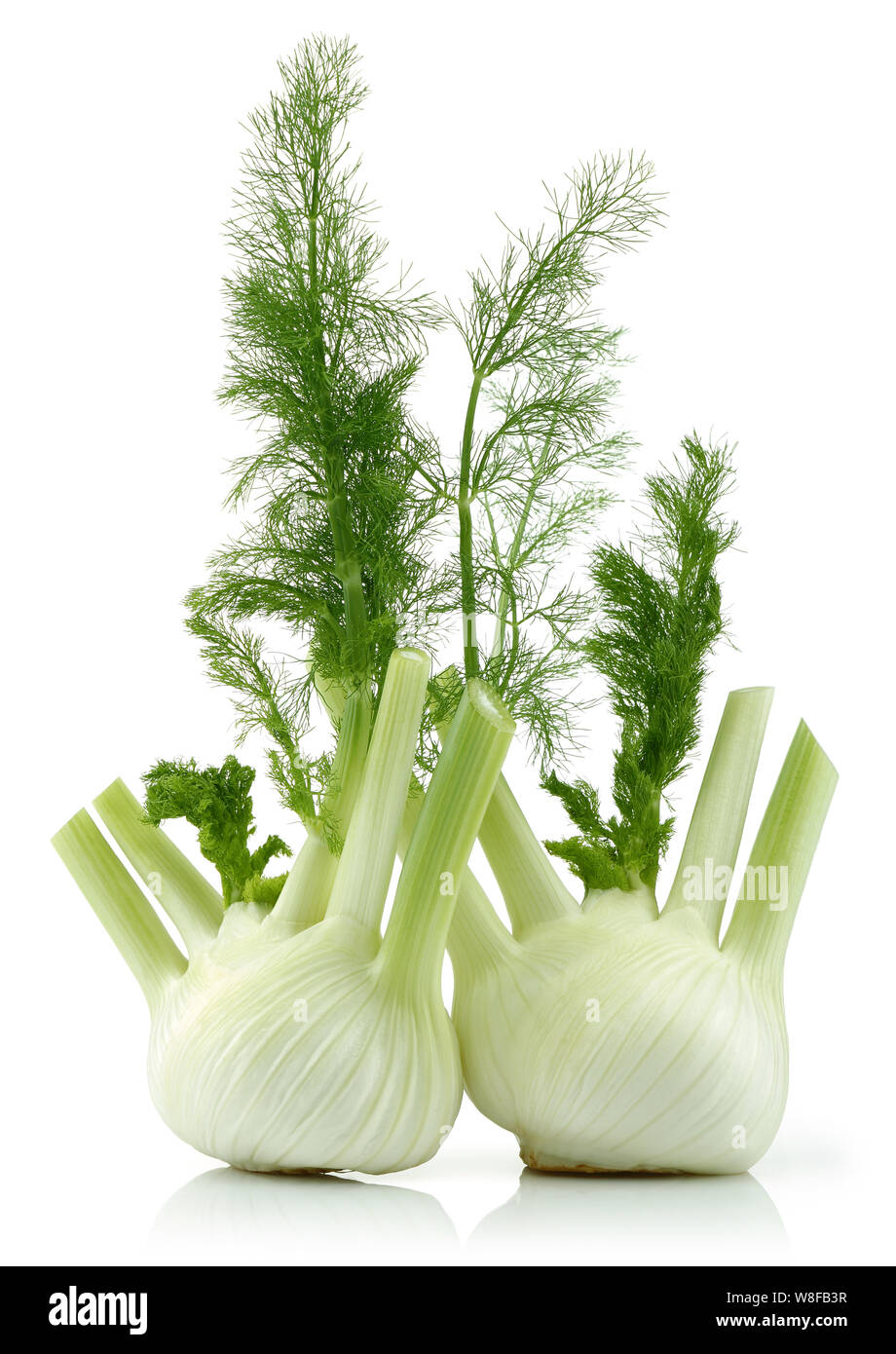 Fresh fennel bulbs isolated on white background Stock Photo - Alamy