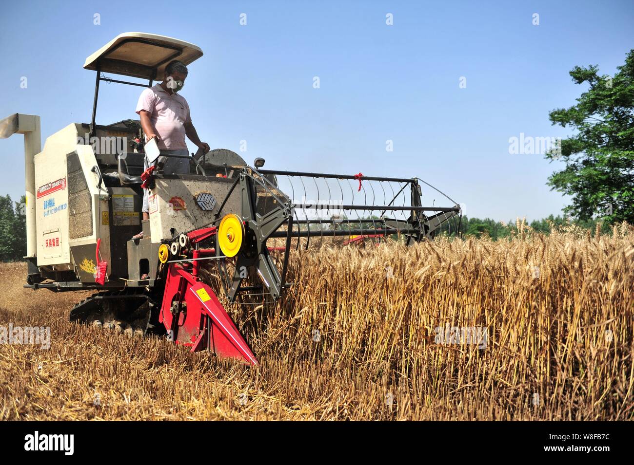 --FILE--A reaping machine harvests rice in a field in Runan county ...