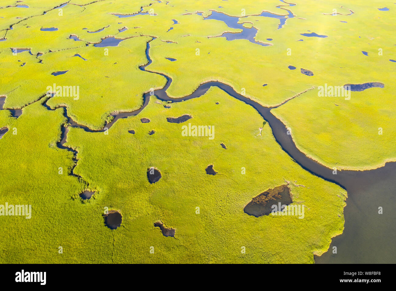 Salt marsh nursery hi-res stock photography and images - Alamy