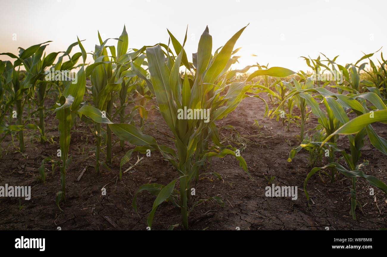 Young corn field sunset hi-res stock photography and images - Alamy