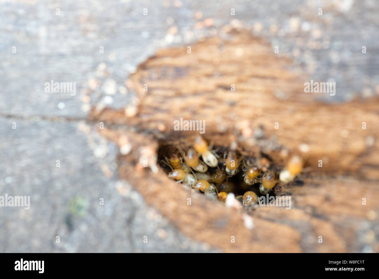 Close up of termites or white ants Stock Photo - Alamy