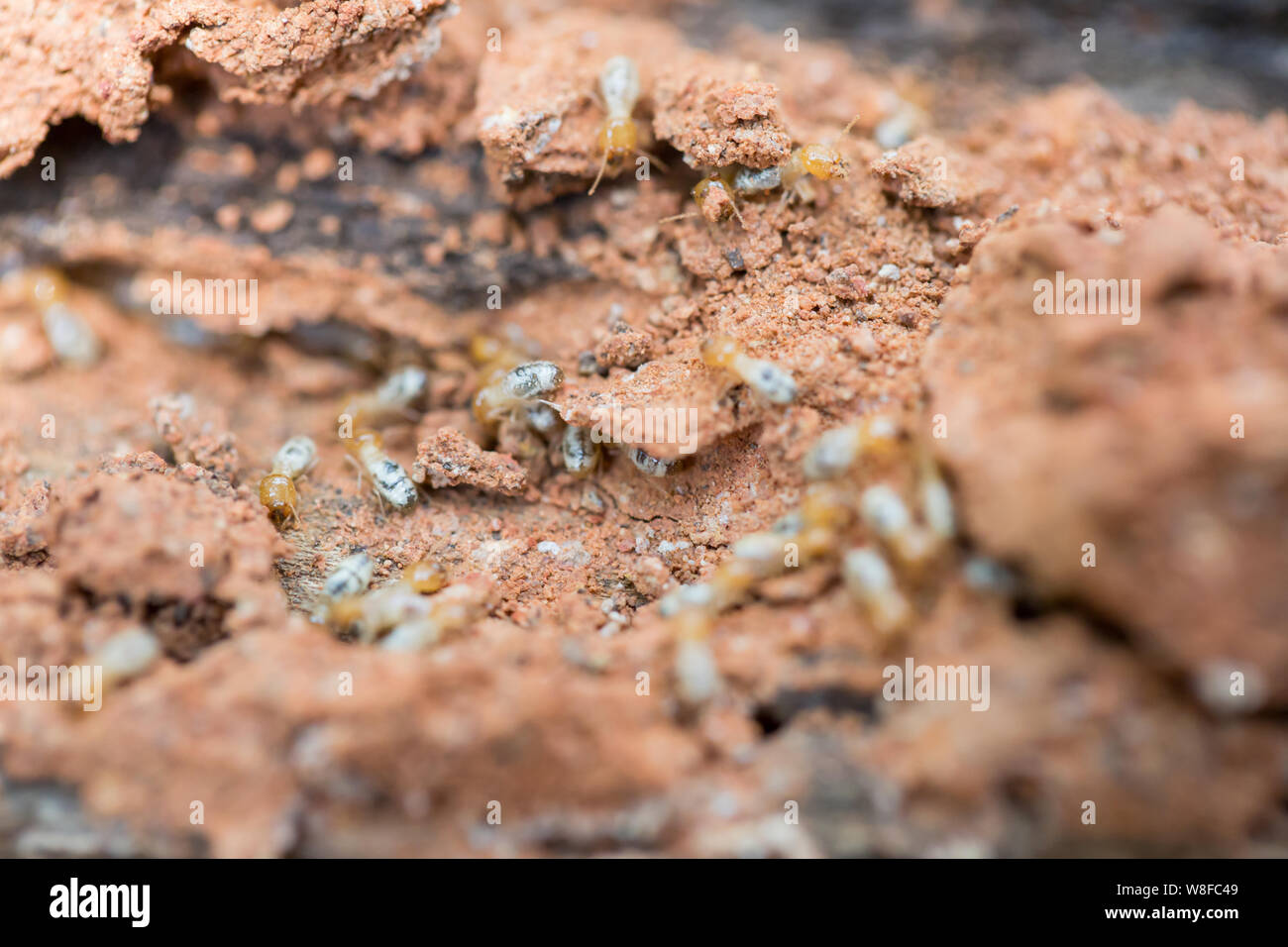 White ants hi-res stock photography and images - Alamy