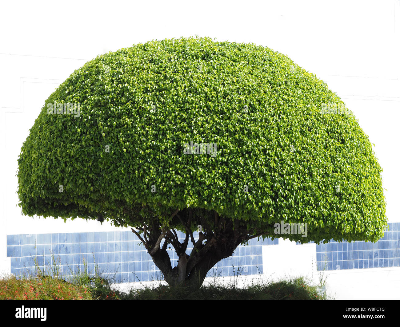 Neatly cut grass hi-res stock photography and images - Alamy