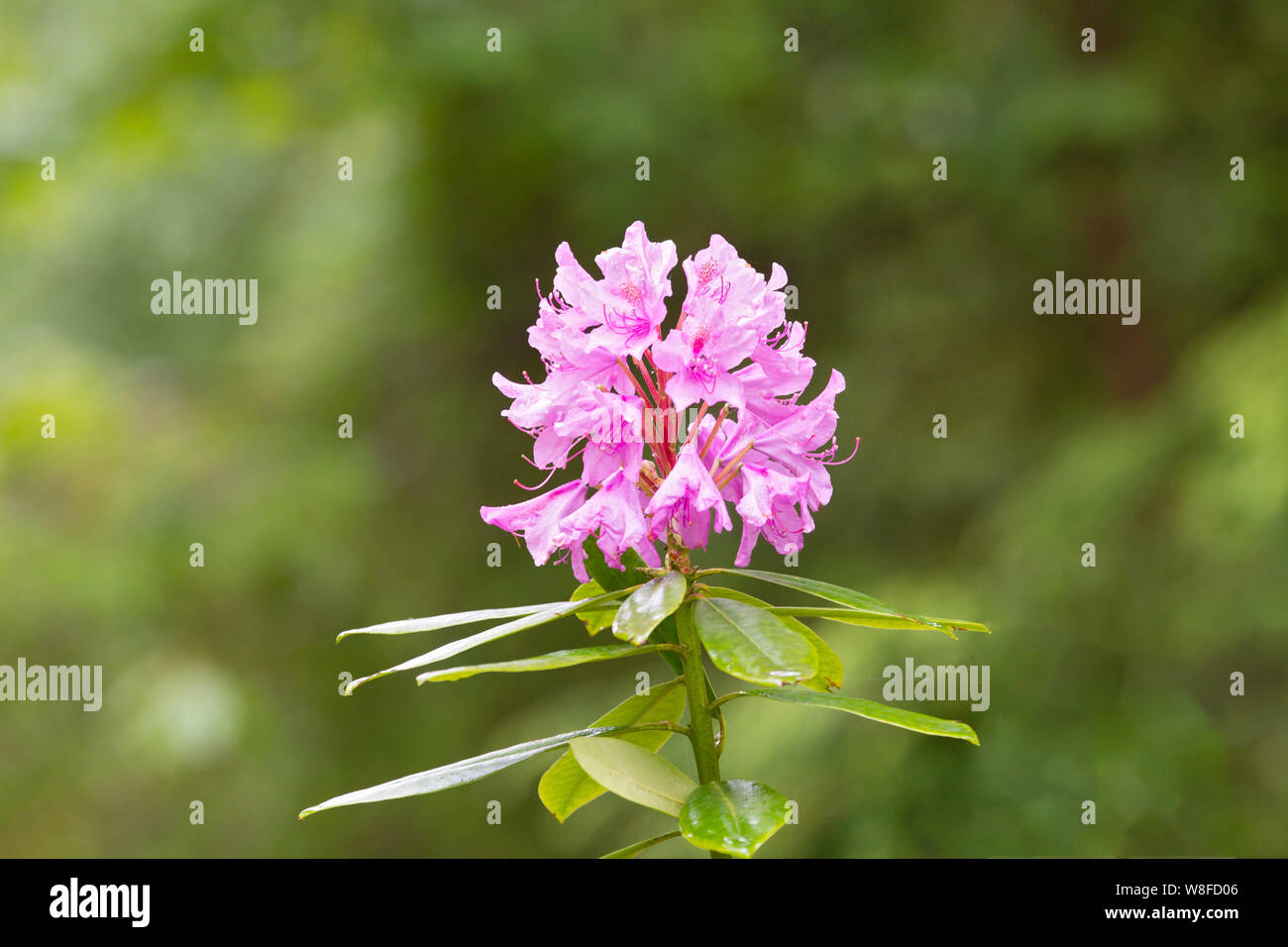 Invasive woody species hi-res stock photography and images - Alamy