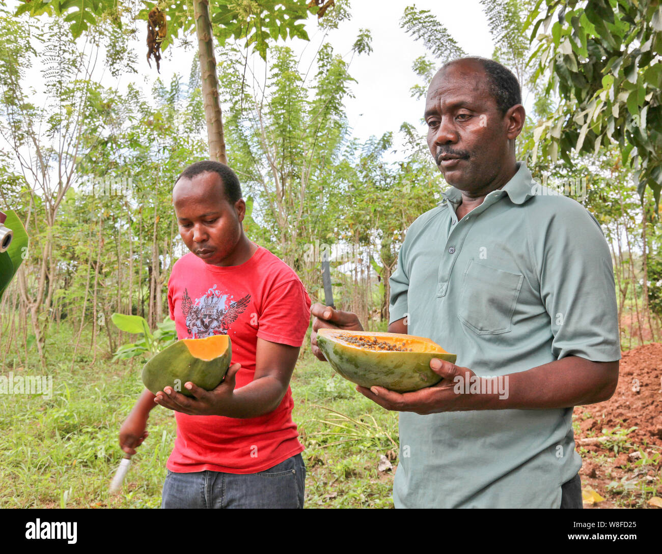 Organic farming in Zanzibar, Tanzania, Africa the farms produce fruits ...