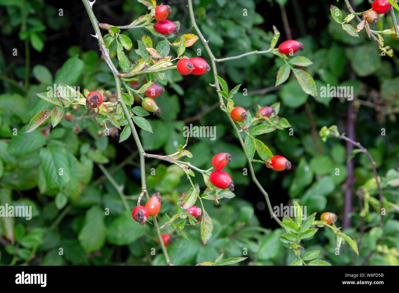 Scurvy hi-res stock photography and images - Alamy