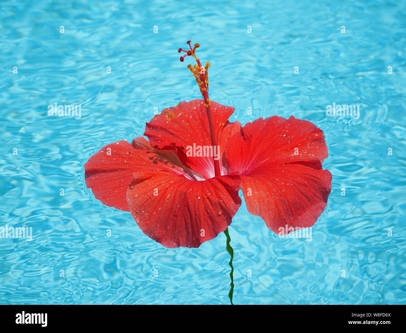 Hibiscus big red flower floating in a blue pool. Top down view Stock ...