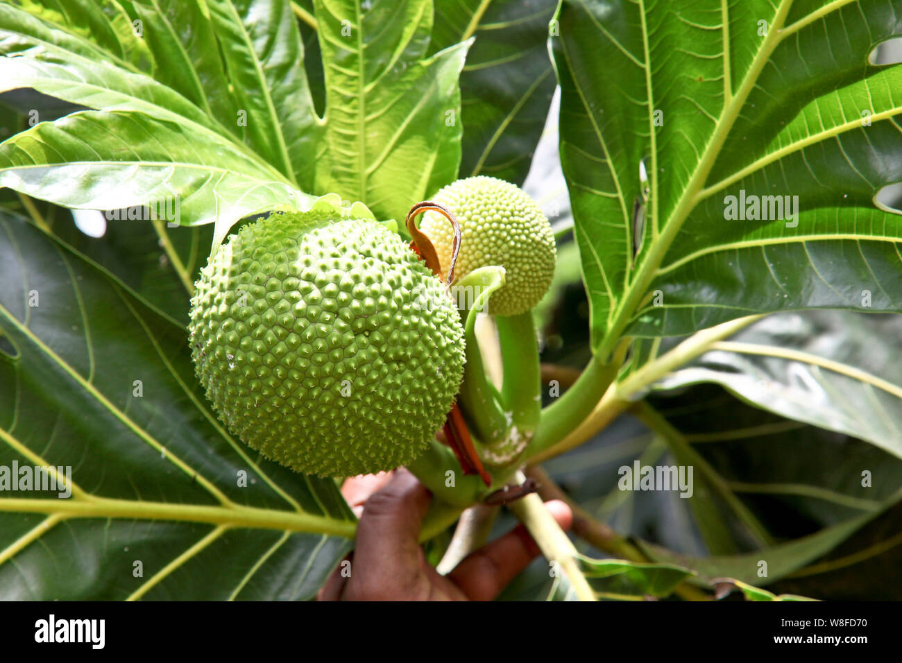 Organic farming in Zanzibar, Tanzania, Africa the farms produce fruits ...