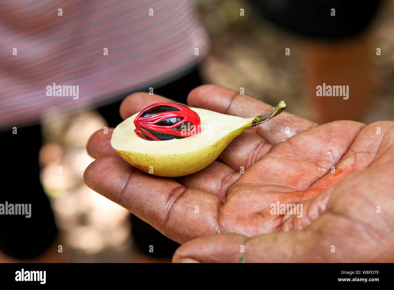 Nutmeg fruit in Organic farming in Zanzibar, Tanzania, Africa the farms ...