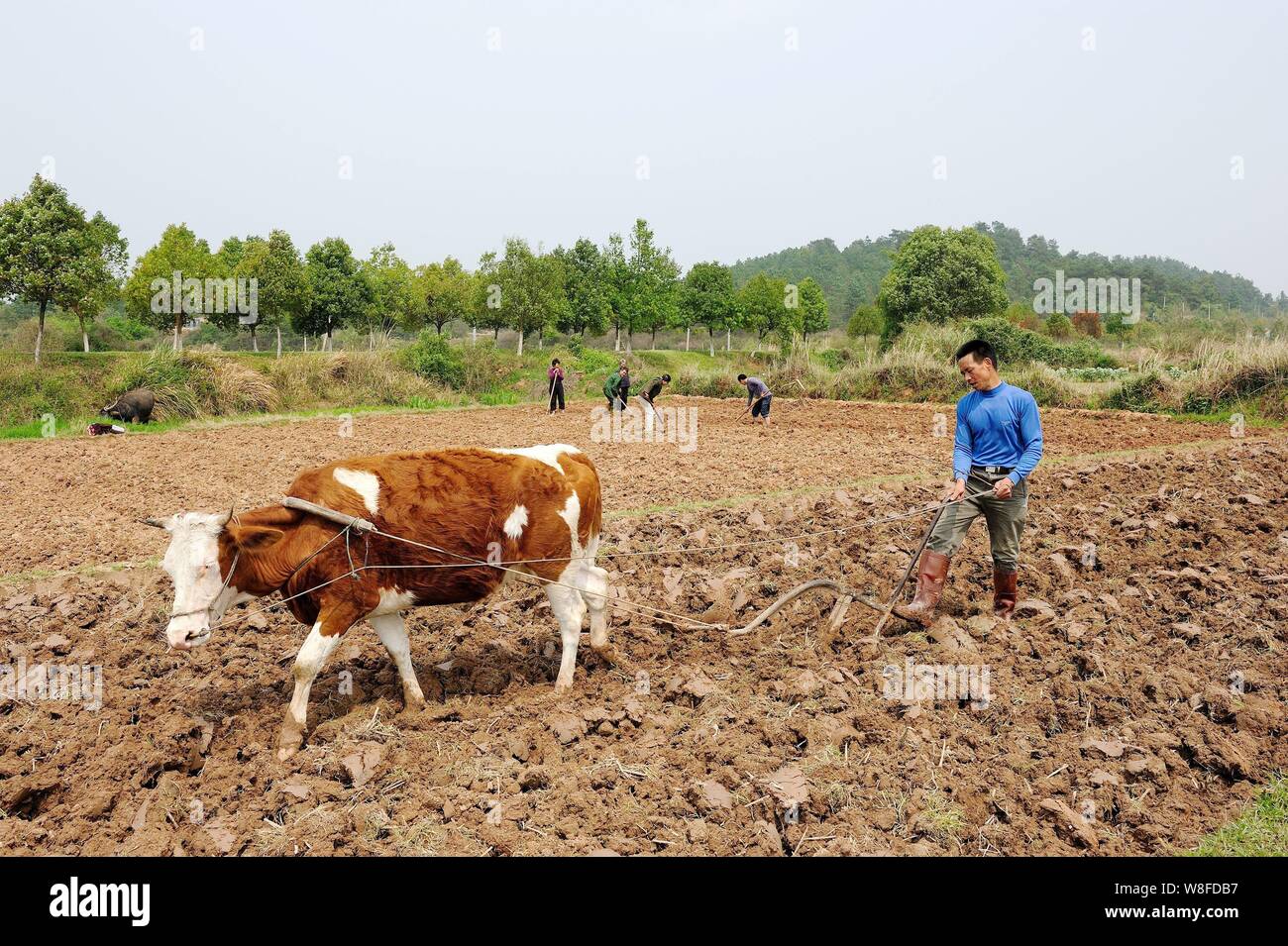Chinese peasant plow hi-res stock photography and images - Alamy