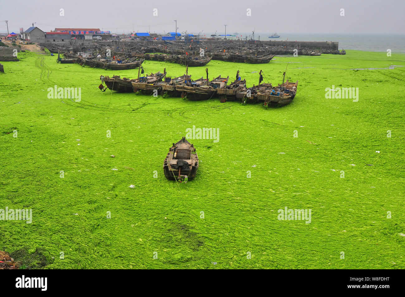 Fishing boats are seen on an algae-covered beach in Rizhao city, east ...