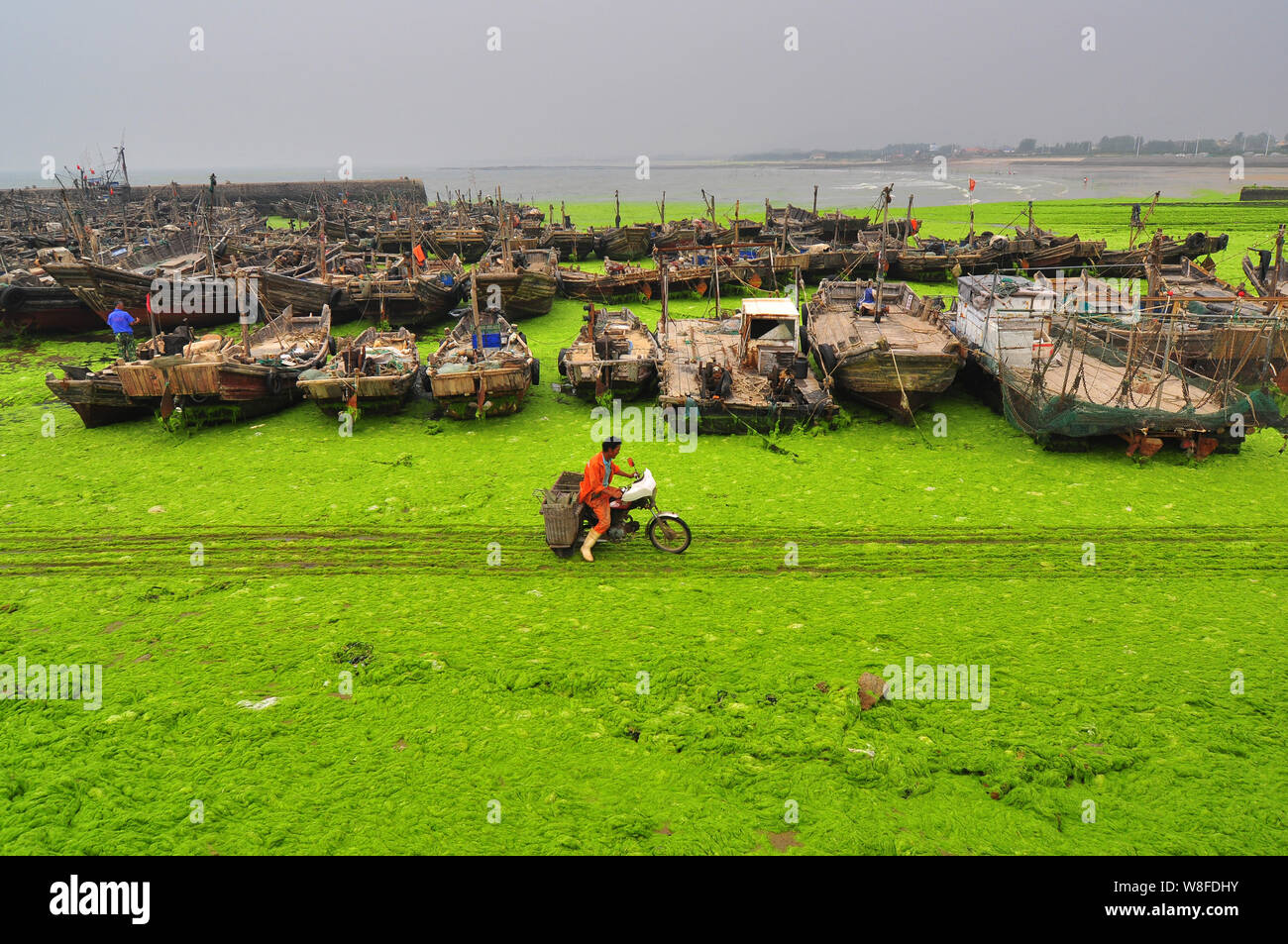 A man rides a motorbike on an algae-covered beach in Rizhao city, east ...