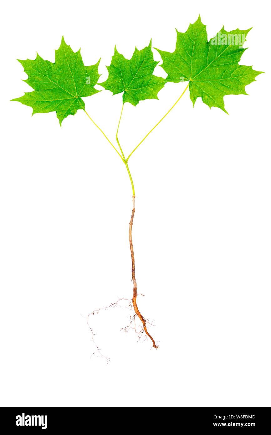 Young maple tree with roots isolated on white background Stock Photo ...