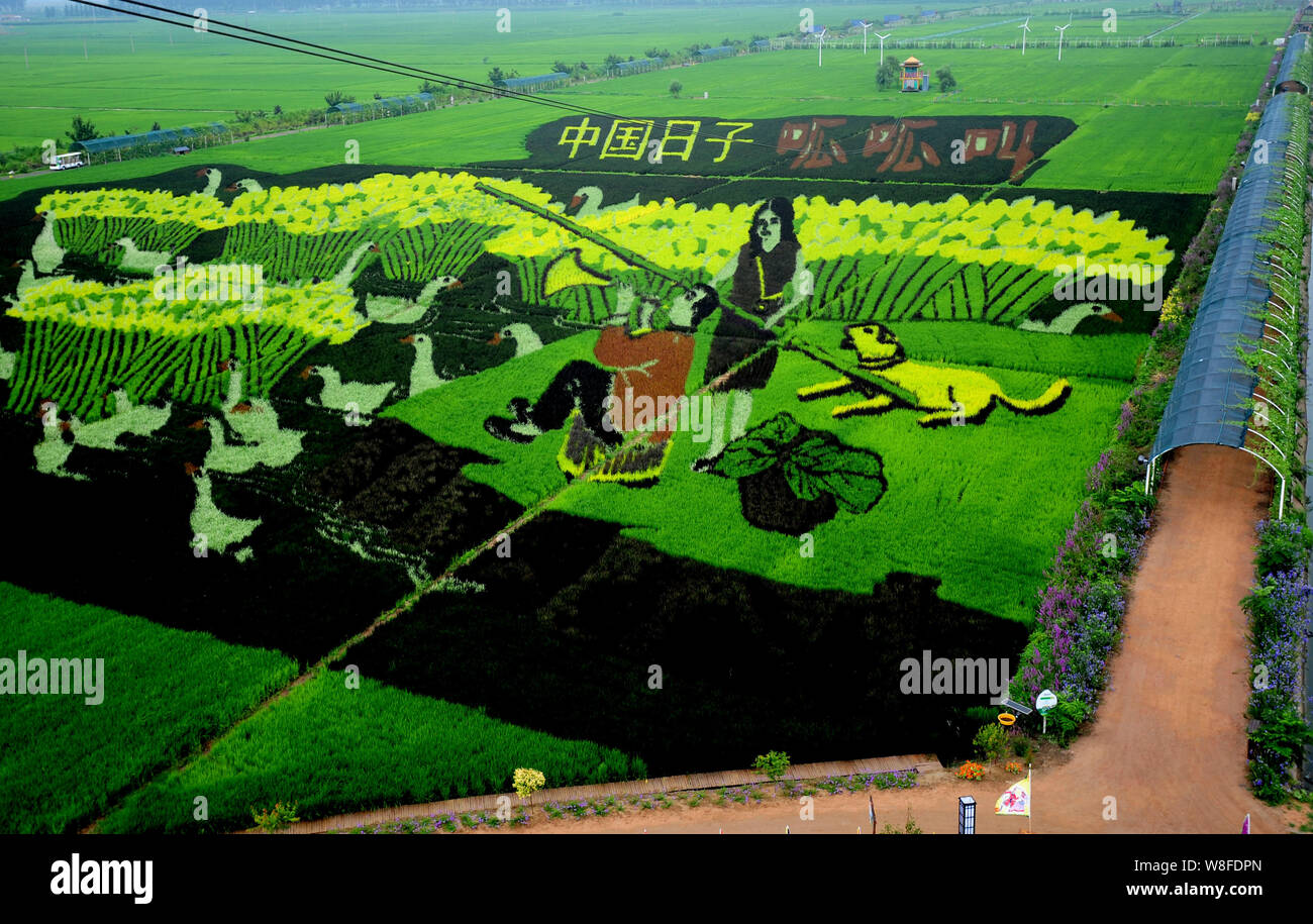 A 3D rice paddy painting is displayed at a paddy field in Shenyang city ...