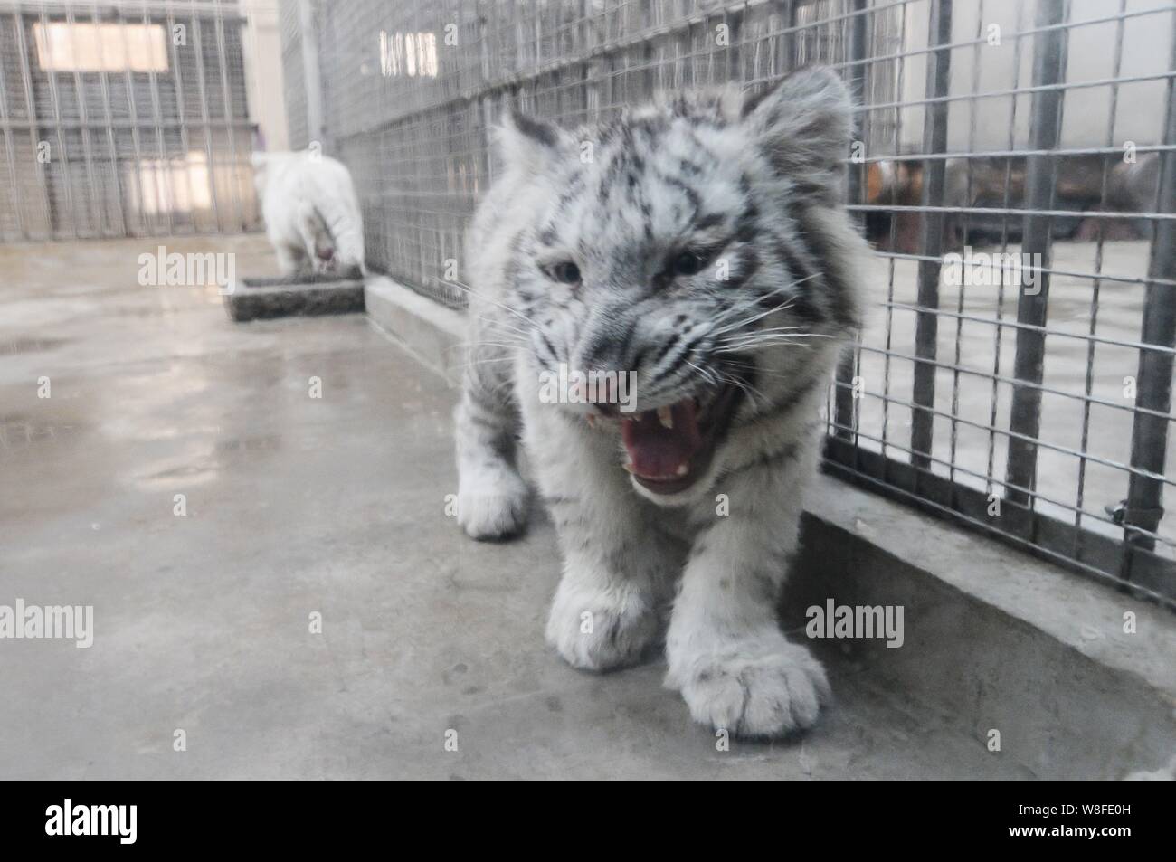 Baby White Tiger Roar