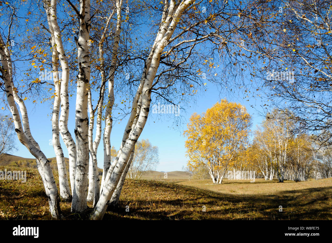 Scenery of Ulan Buh Bashang grasslands in autumn in Chifeng city, north ...